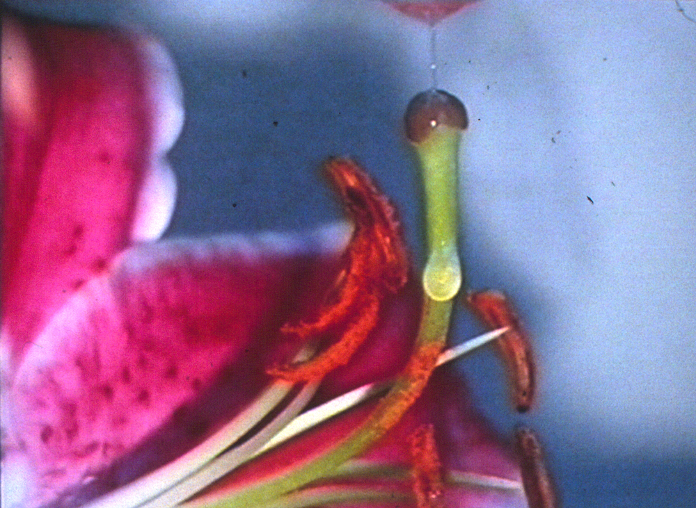 Selected Works – Ruchama Noorda